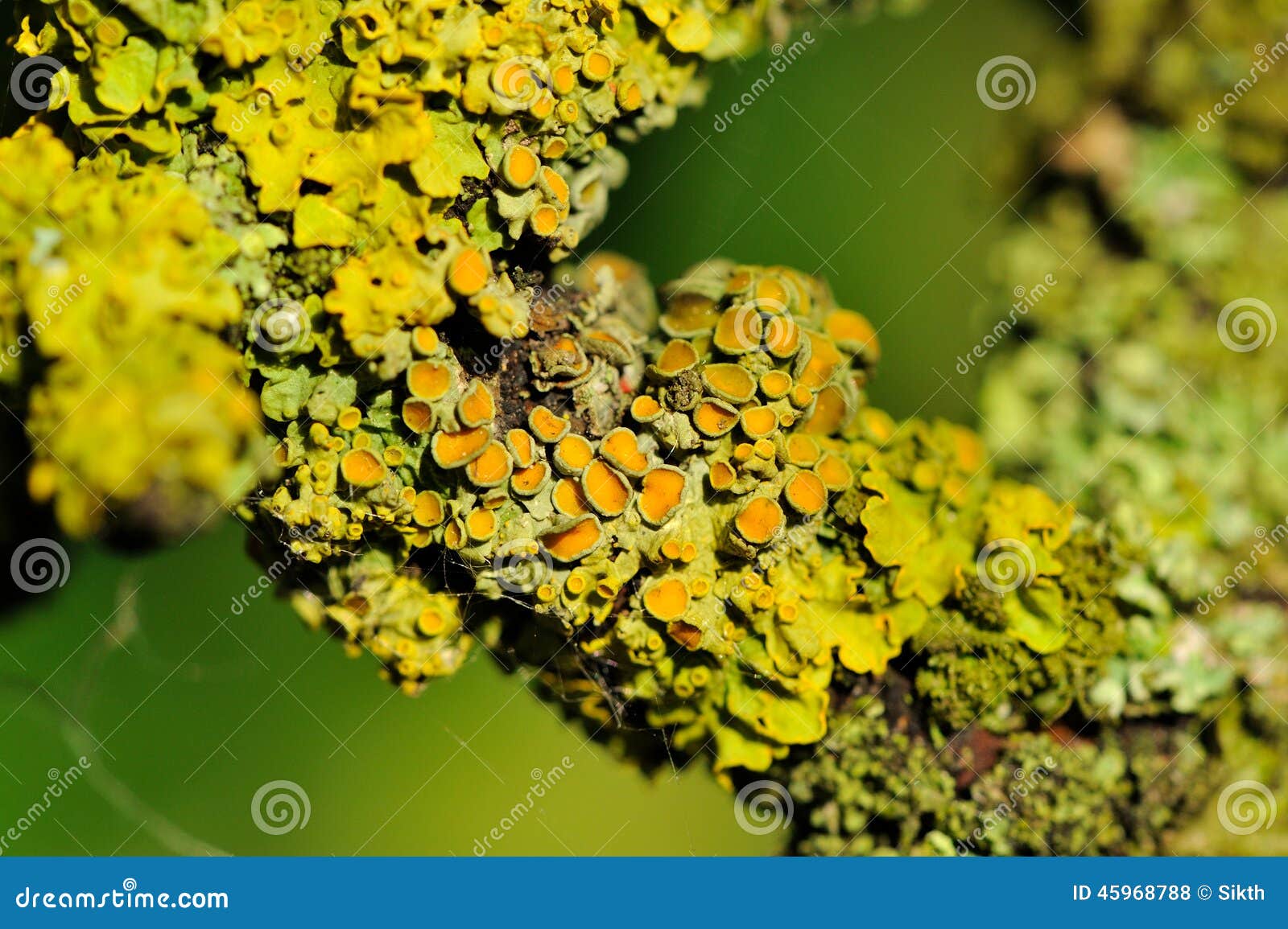 Epilithic Lichen Stock Photos - Free & Royalty-Free Stock Photos from ...
