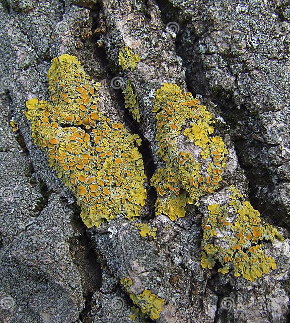 Lichen stock image. Image of macro, close, color, growth - 67842767