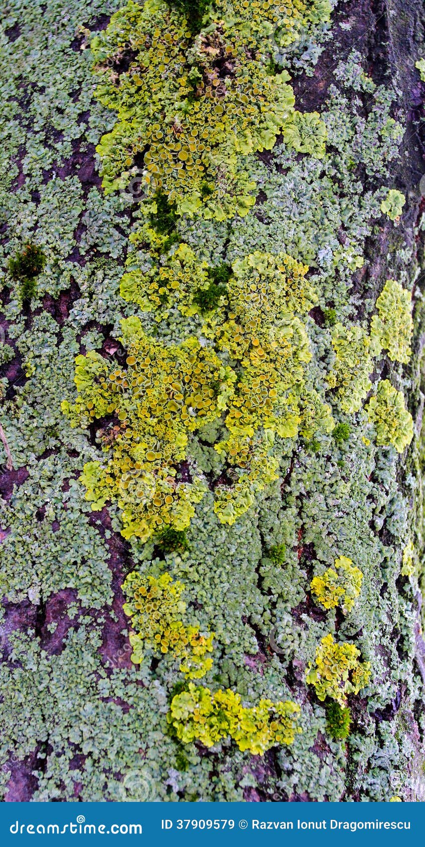 Lichen Tree Bark stock image. Image of lichen, body, nature - 37909579