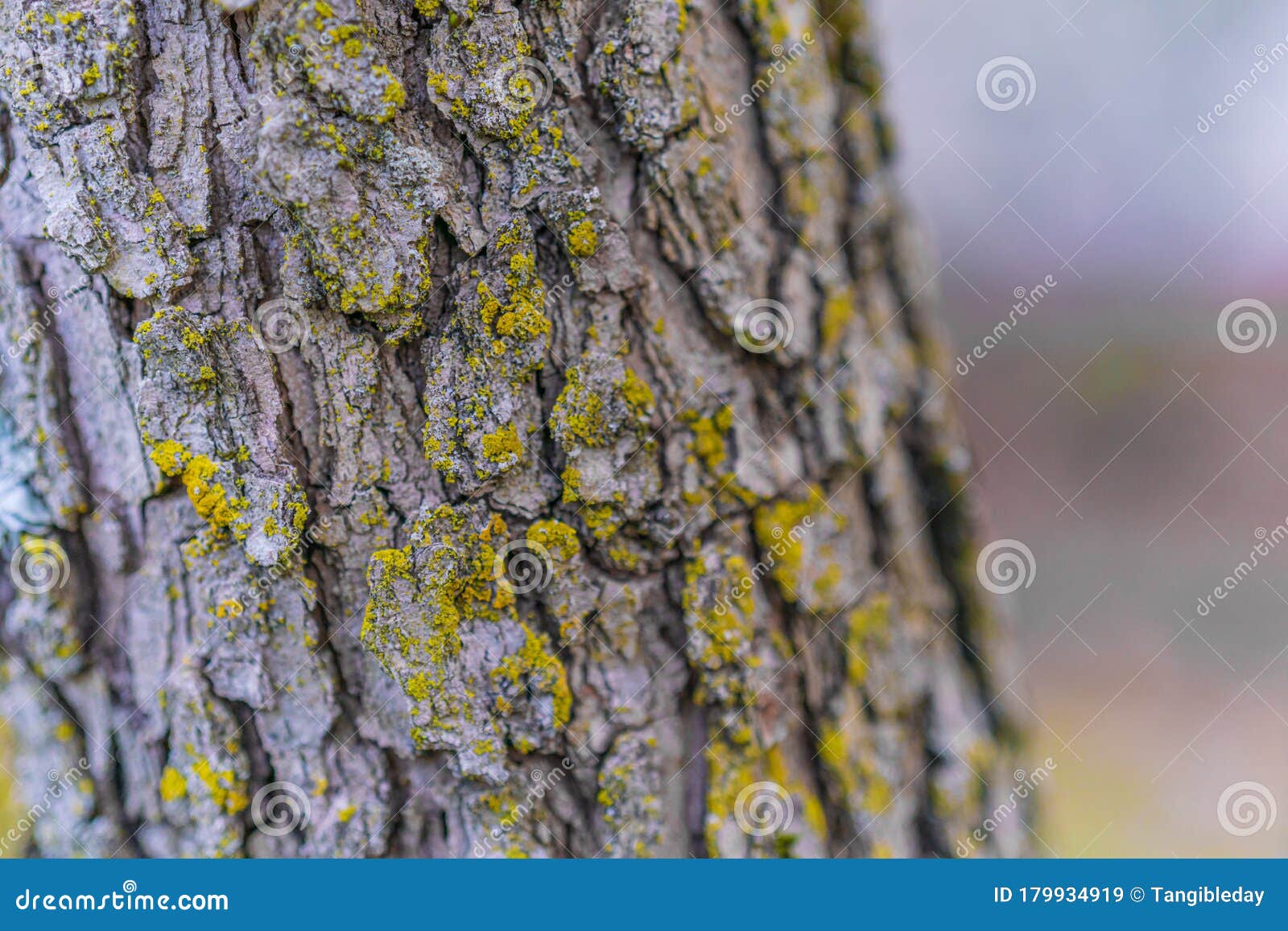 Lichen on Tree Bark Rough Texture Stock Image - Image of light, surface ...