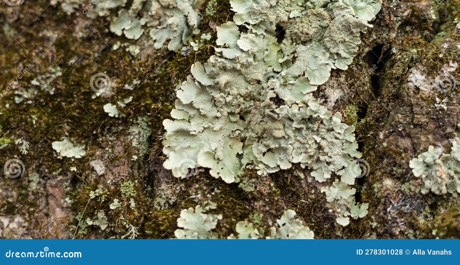 Lichen on a tree stock photo. Image of flora, lichen - 278301028