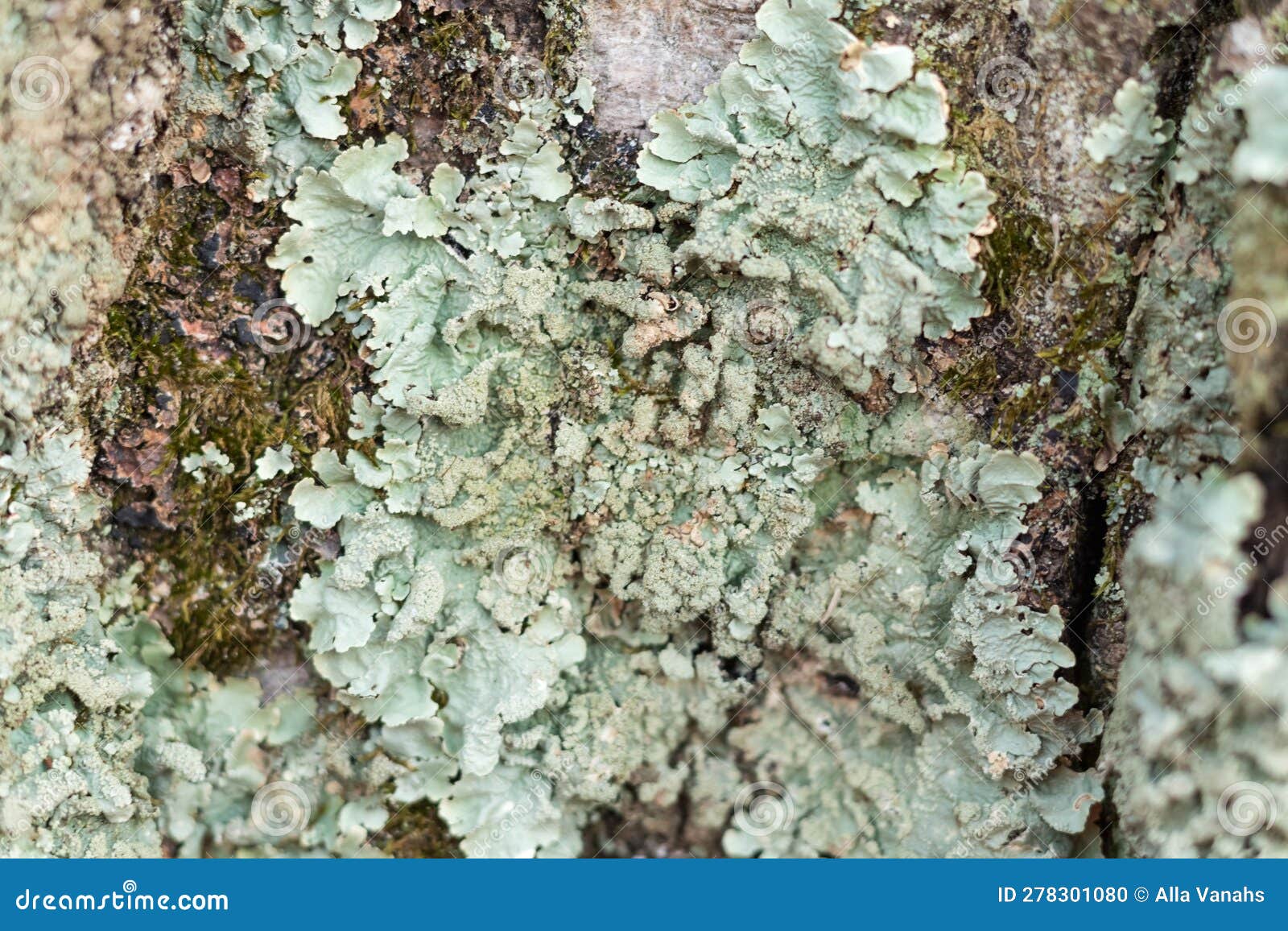 Lichen on a tree stock photo. Image of season, moss - 278301080
