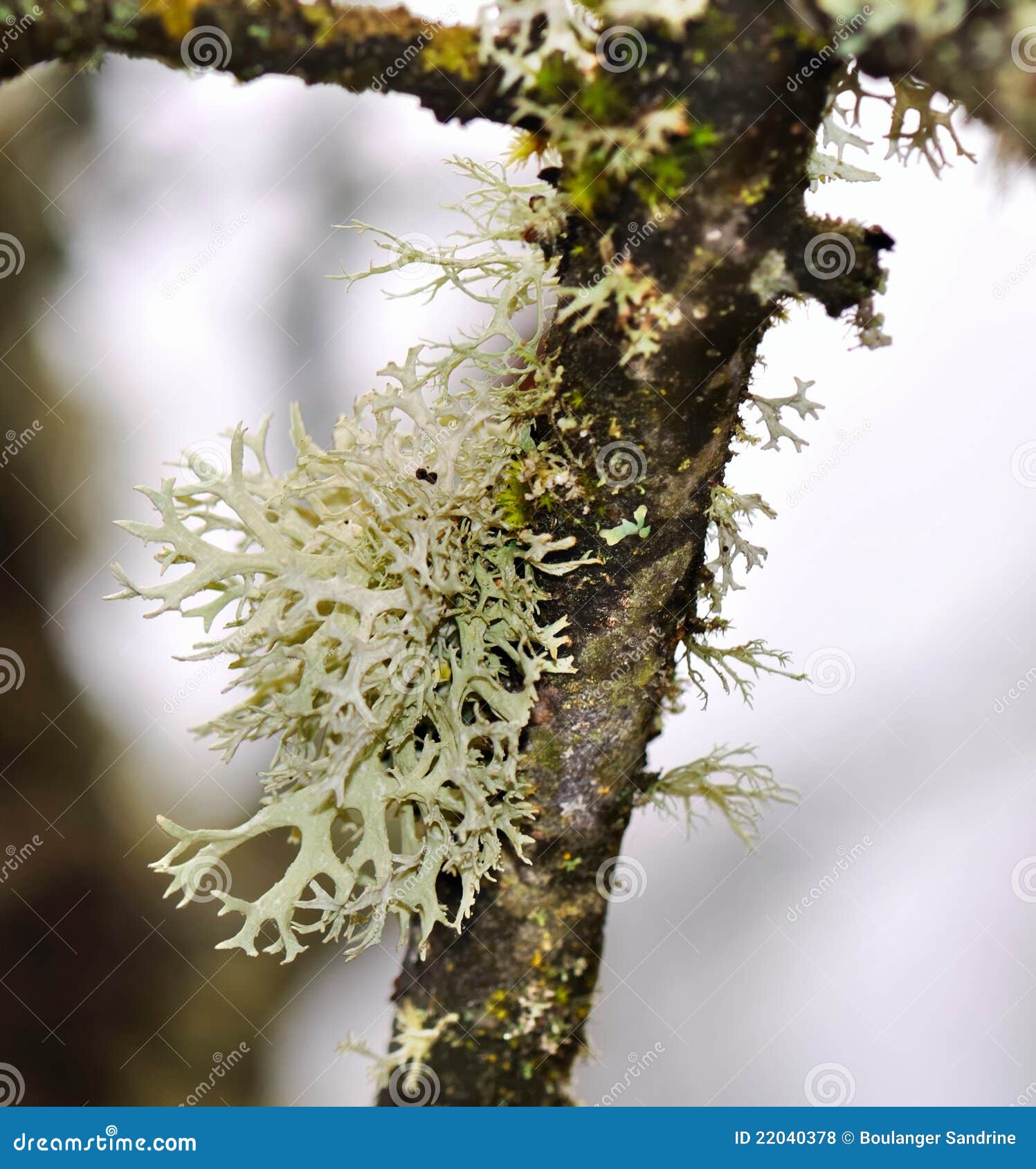 Lichen on tree branch stock photo. Image of lichen, parasite - 22040378