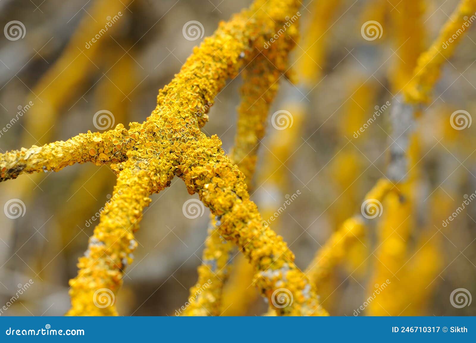 Lichen on Tree Branch Close-Up Stock Image - Image of damage, branch ...