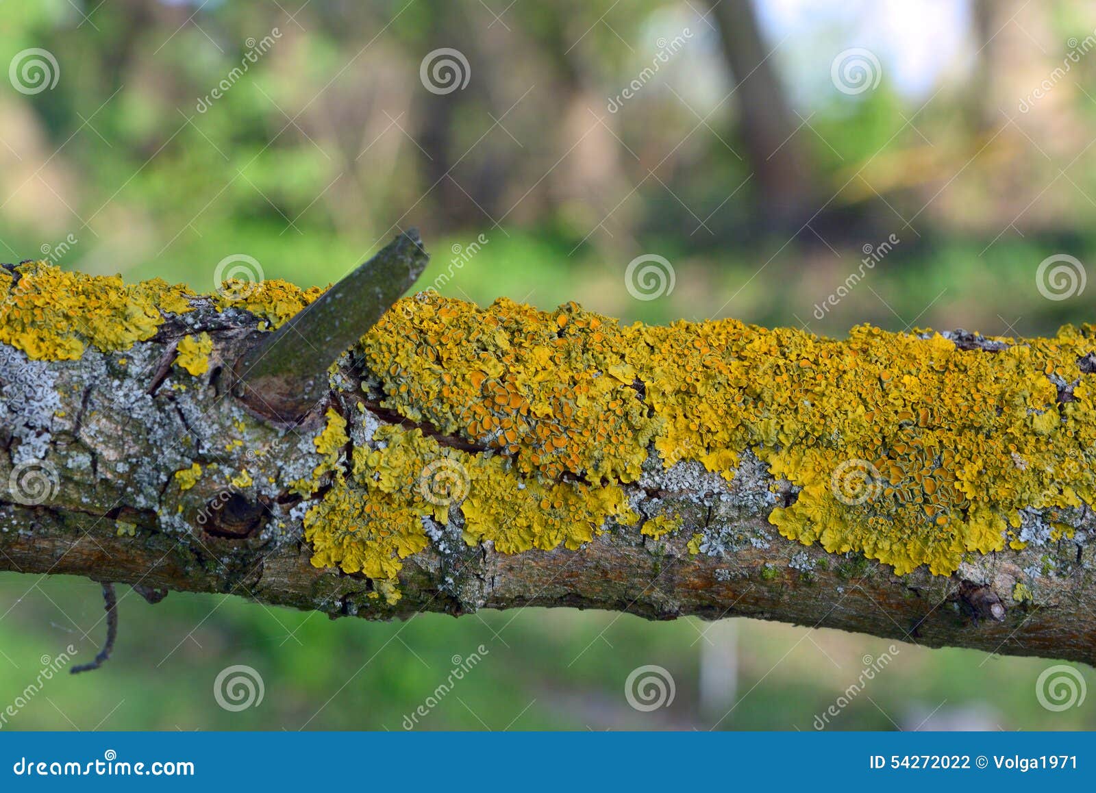 Lichen on tree branch stock photo. Image of macro, lichen - 54272022