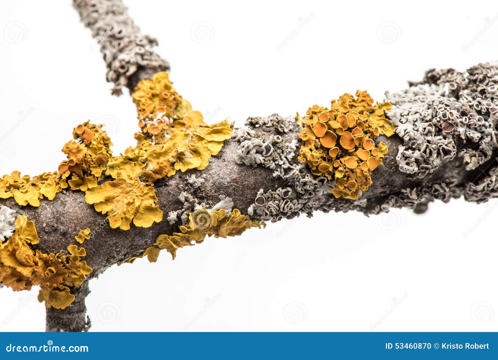 Lichen on a tree branch. stock photo. Image of lichen - 53460870
