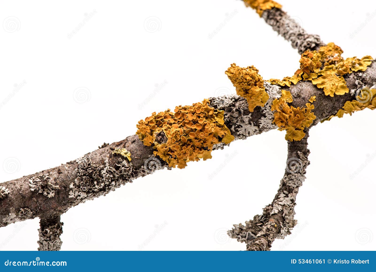 Lichen on a tree branch. stock image. Image of symbiosis - 53461061