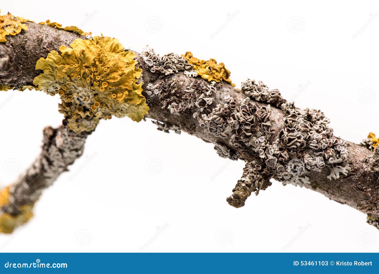 Lichen on a tree branch. stock image. Image of symbiosis - 53461103