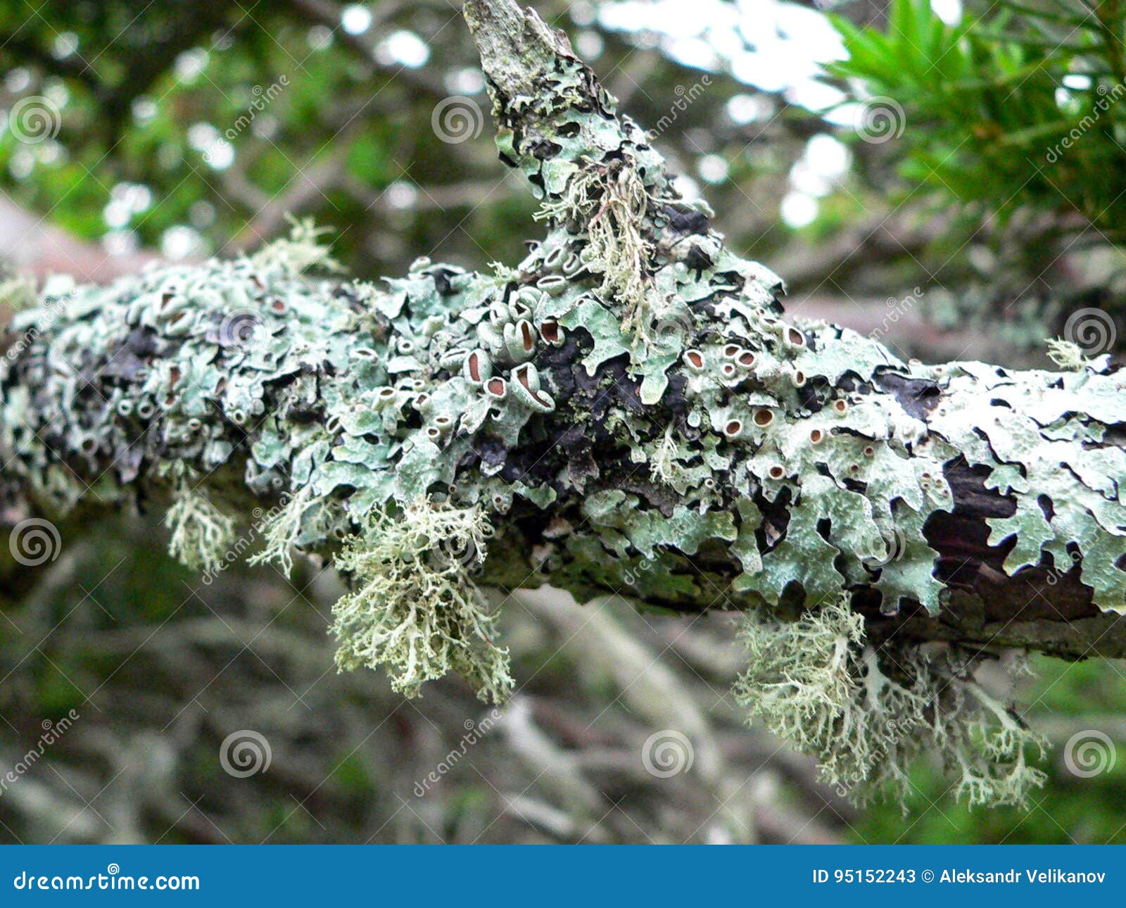 Lichen on a tree branch stock image. Image of kuril, close - 95152243