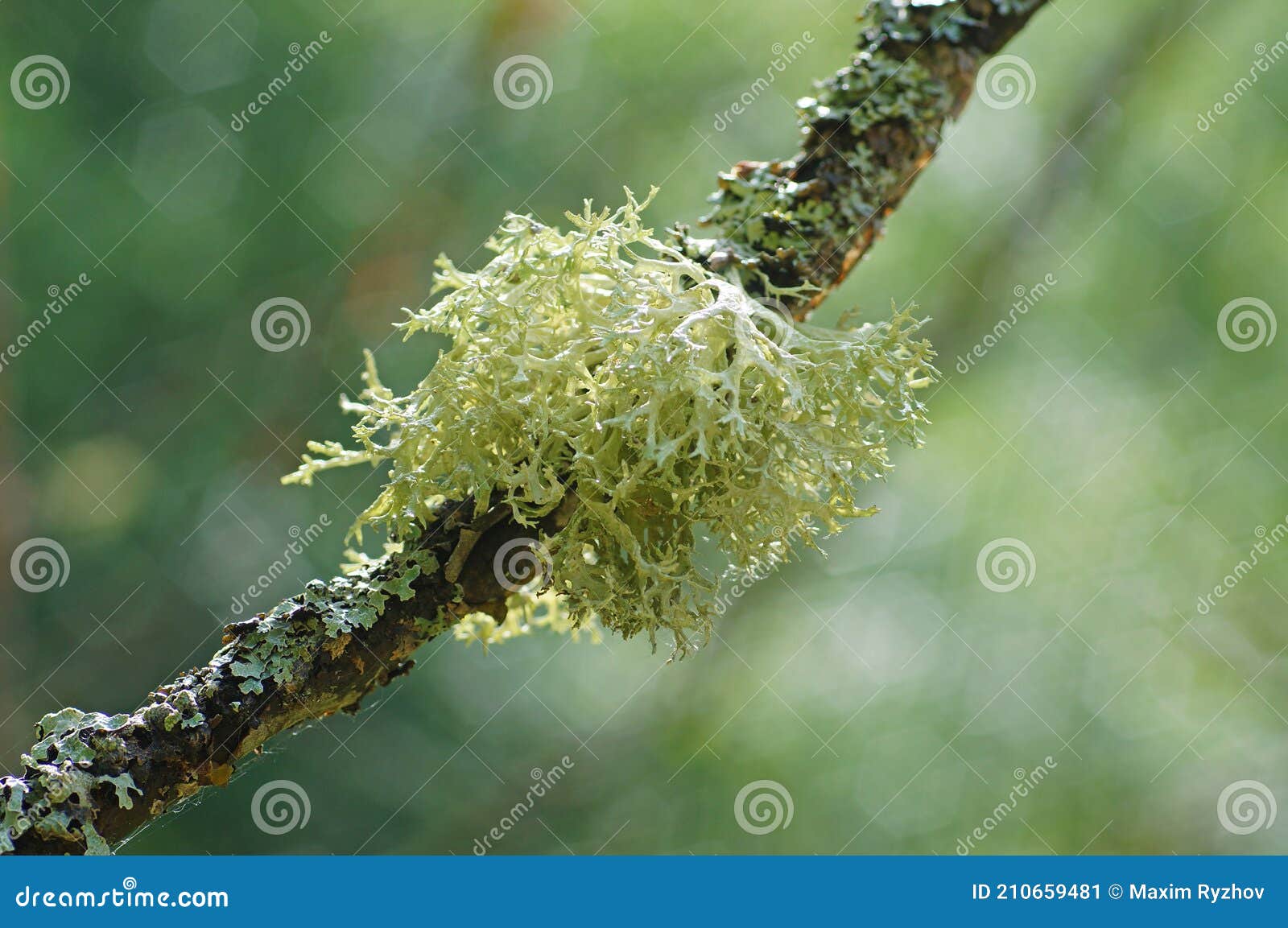 Lichen on a tree branch stock image. Image of shrub - 210659481