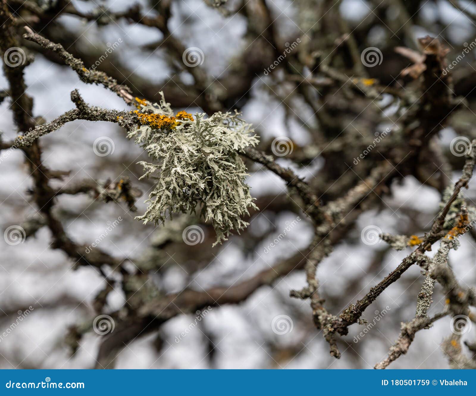 Lichen on tree branch stock image. Image of macro, biology - 180501759