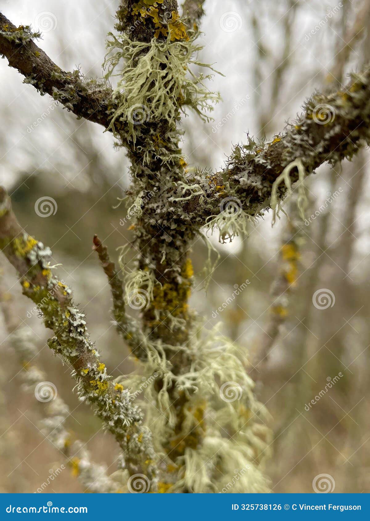 Lichen on Tree Branches stock photo. Image of fungus - 325738126