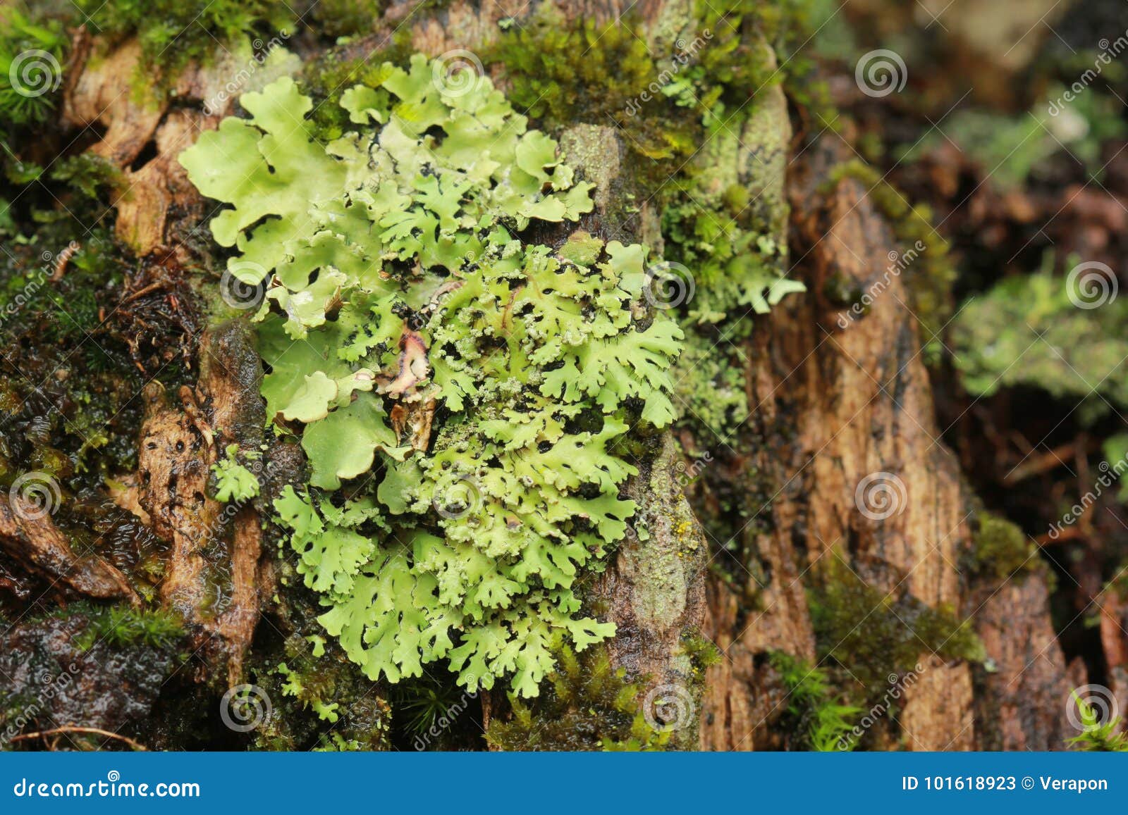 Lichen on tree stock image. Image of plant, trunk, lichenized - 101618923