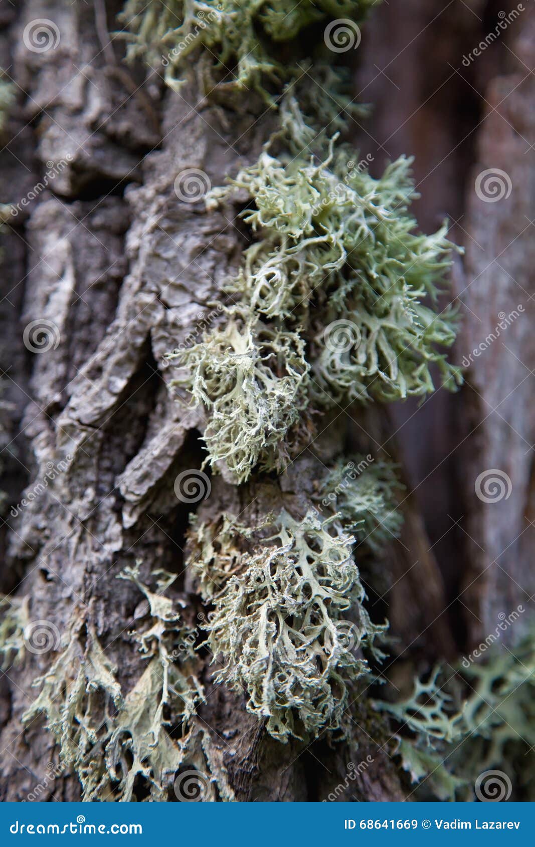 Lichen on tree closeup stock image. Image of color, abstract - 68641669