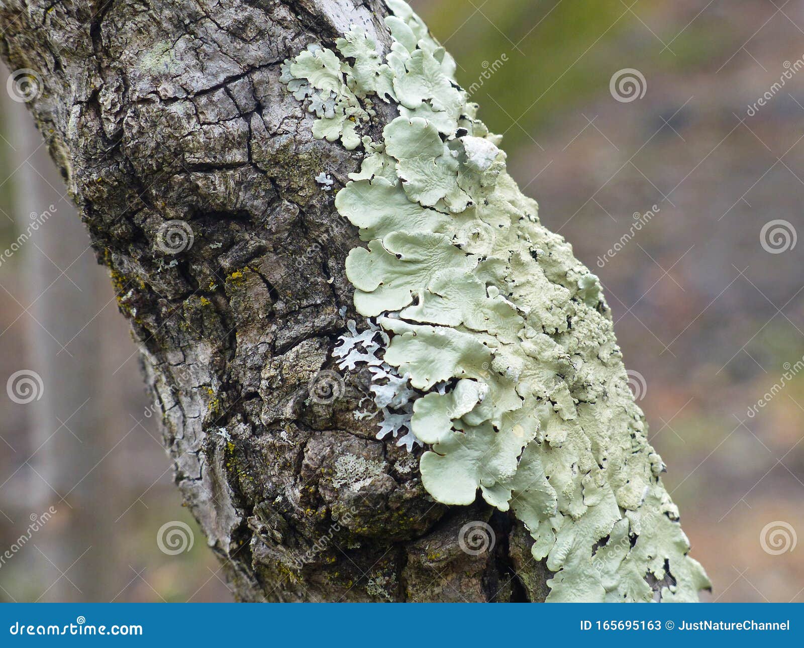 Lichen on Tree 2 stock image. Image of view, nature - 165695163