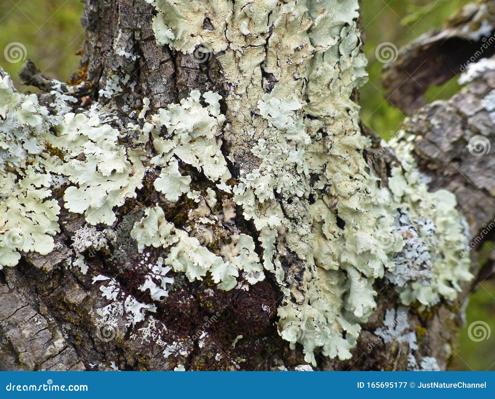 Lichen on Tree 1 stock image. Image of macro, growing - 165695177