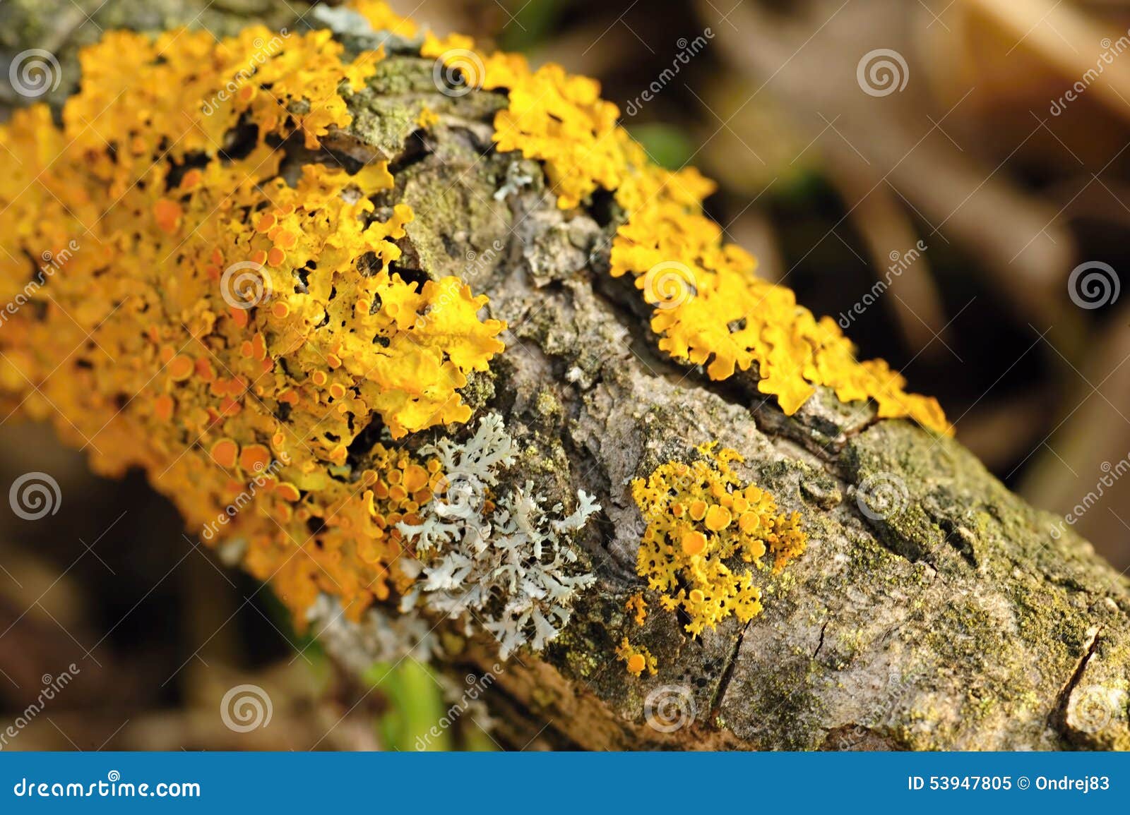 Lichen on tree stock image. Image of plant, structure - 53947805