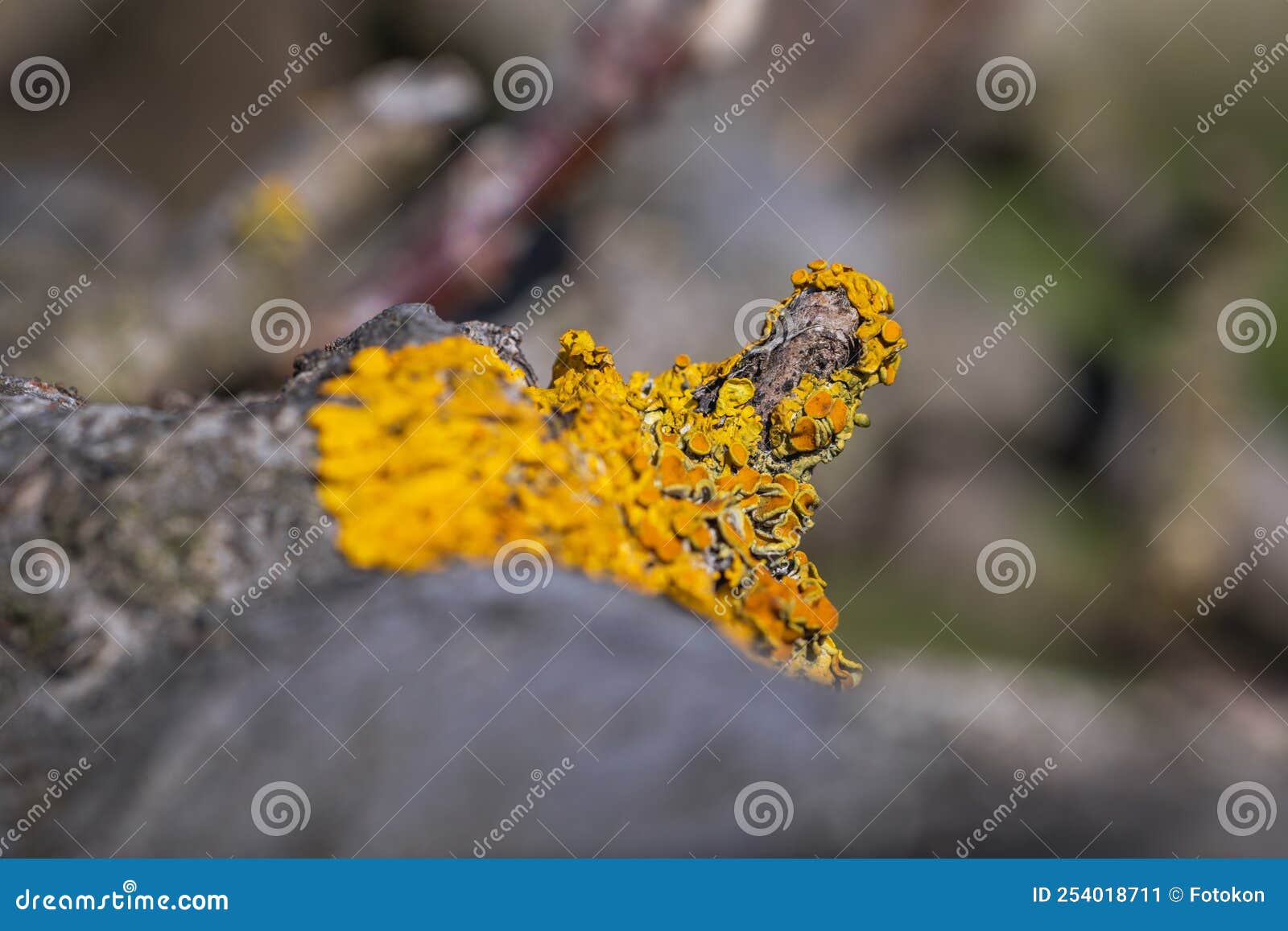 Lichen on a tree stock image. Image of lichens, branch - 254018711