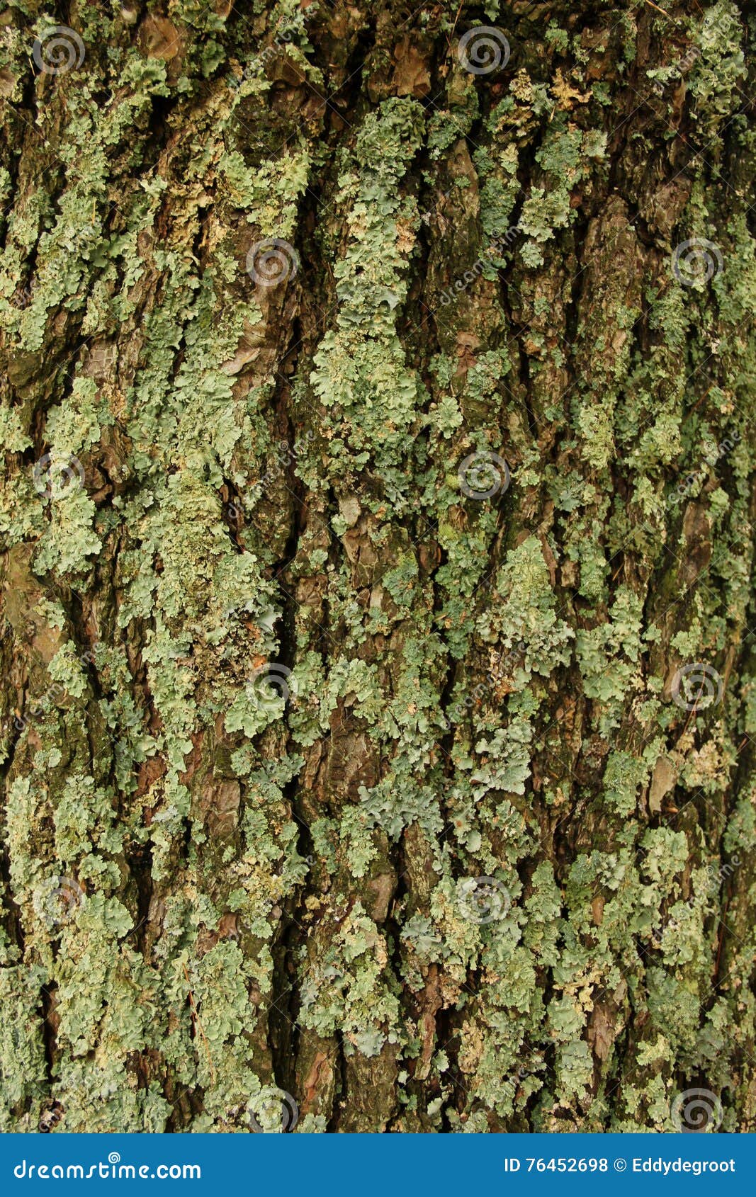 Lichen on a Tree stock photo. Image of america, blue - 76452698