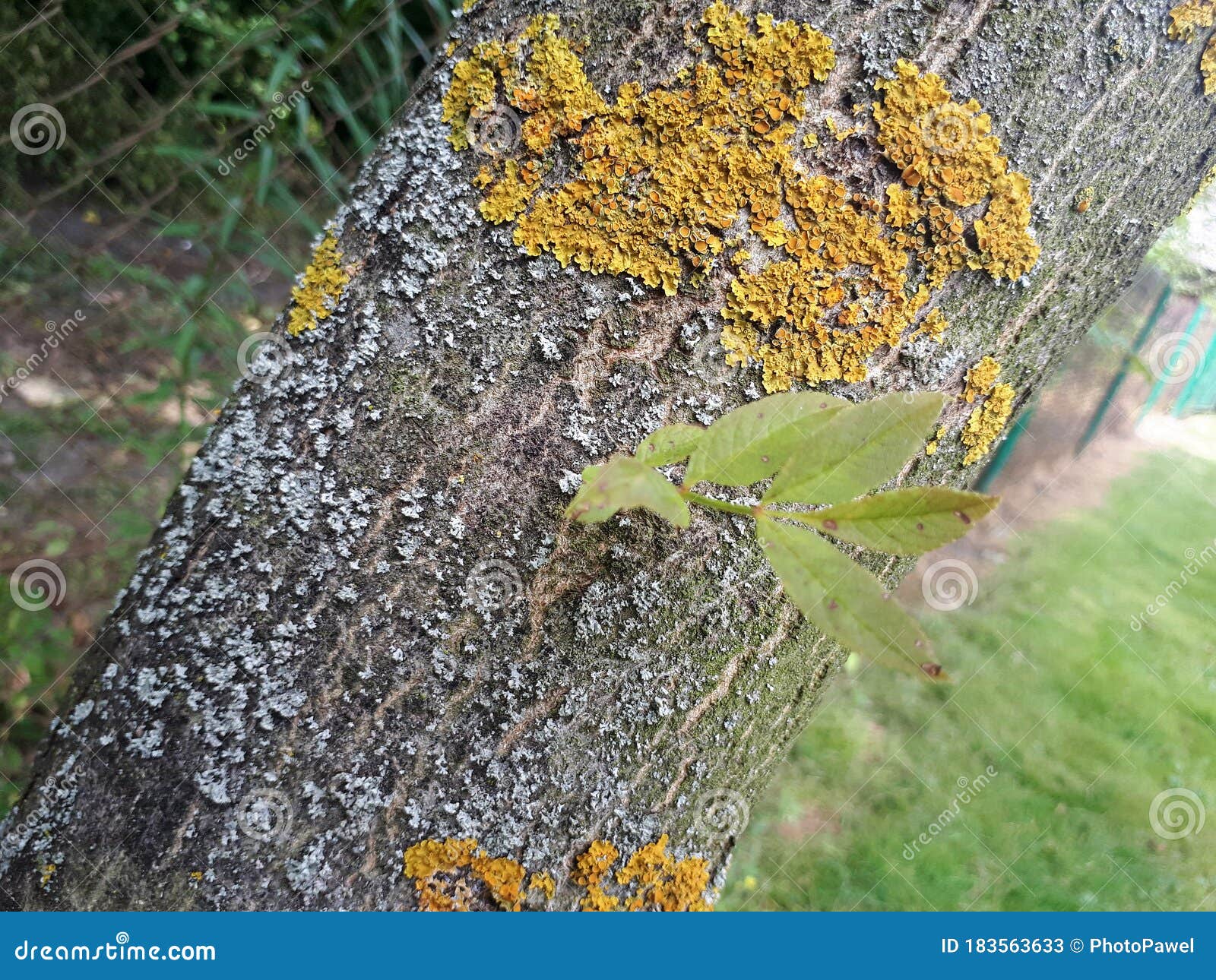 Lichen on the tree stock image. Image of xanthoria, botany - 183563633
