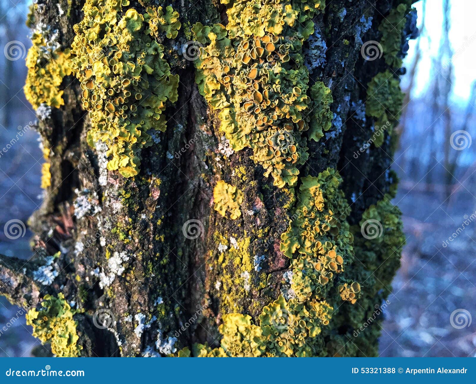 Lichen tree stock photo. Image of life, lichen, nature - 53321388