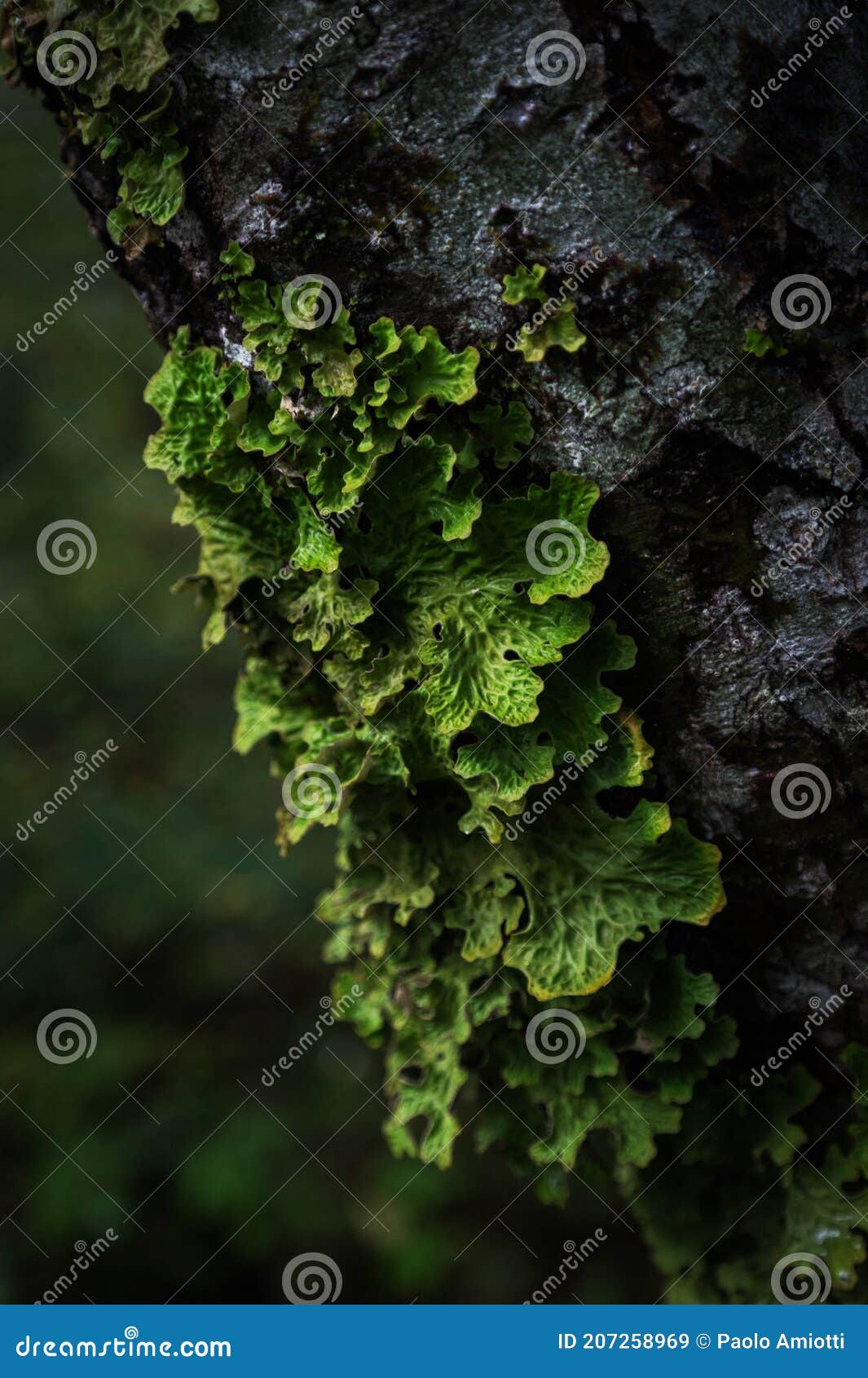 Lichen stock image. Image of botany, trunk, plant, scotland - 207258969