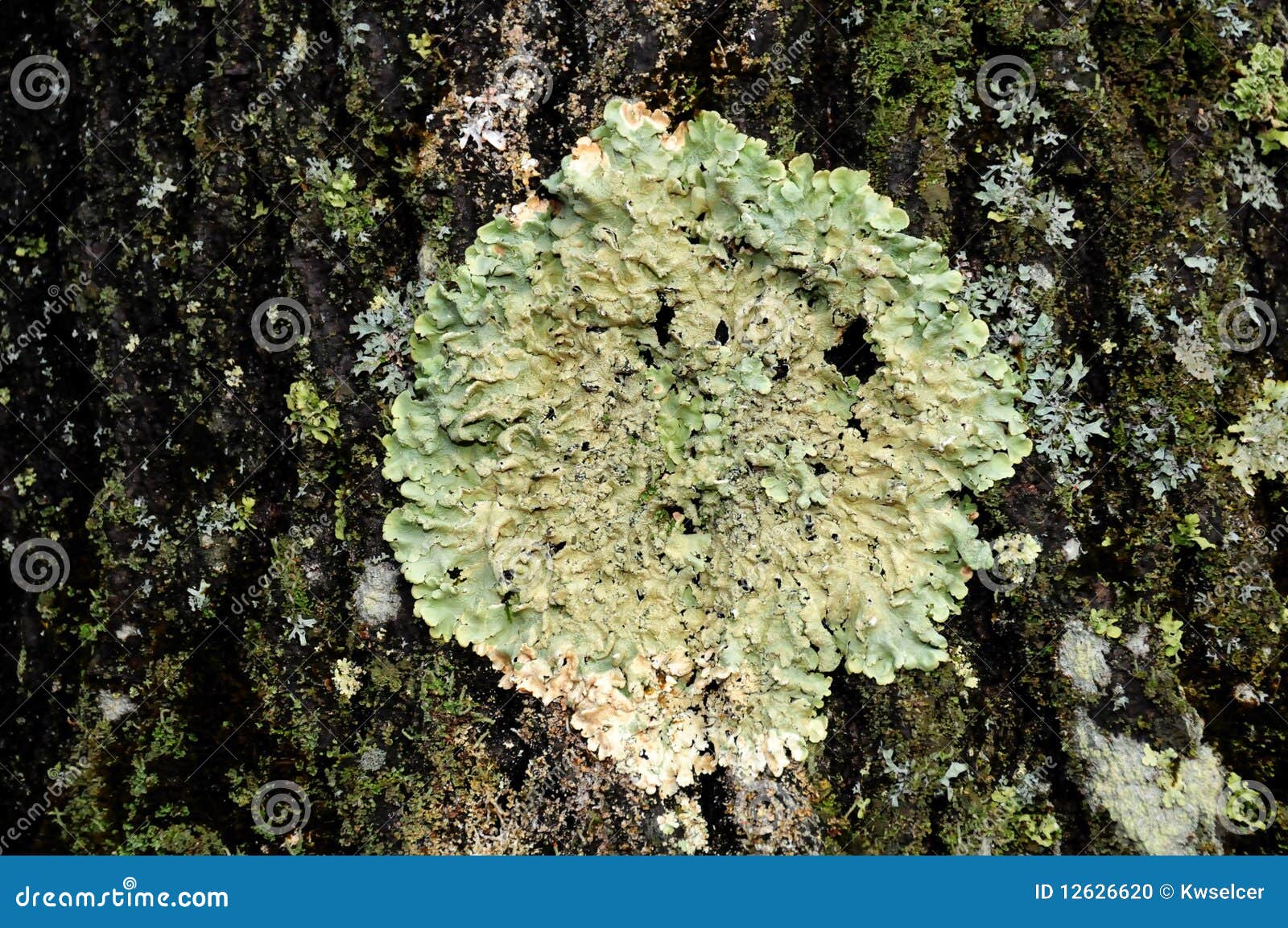 Lichen on tree trunk stock photo. Image of trunk, tree - 12626620 Lichen on tree trunk stock photo. Image of trunk, tree - 12626620