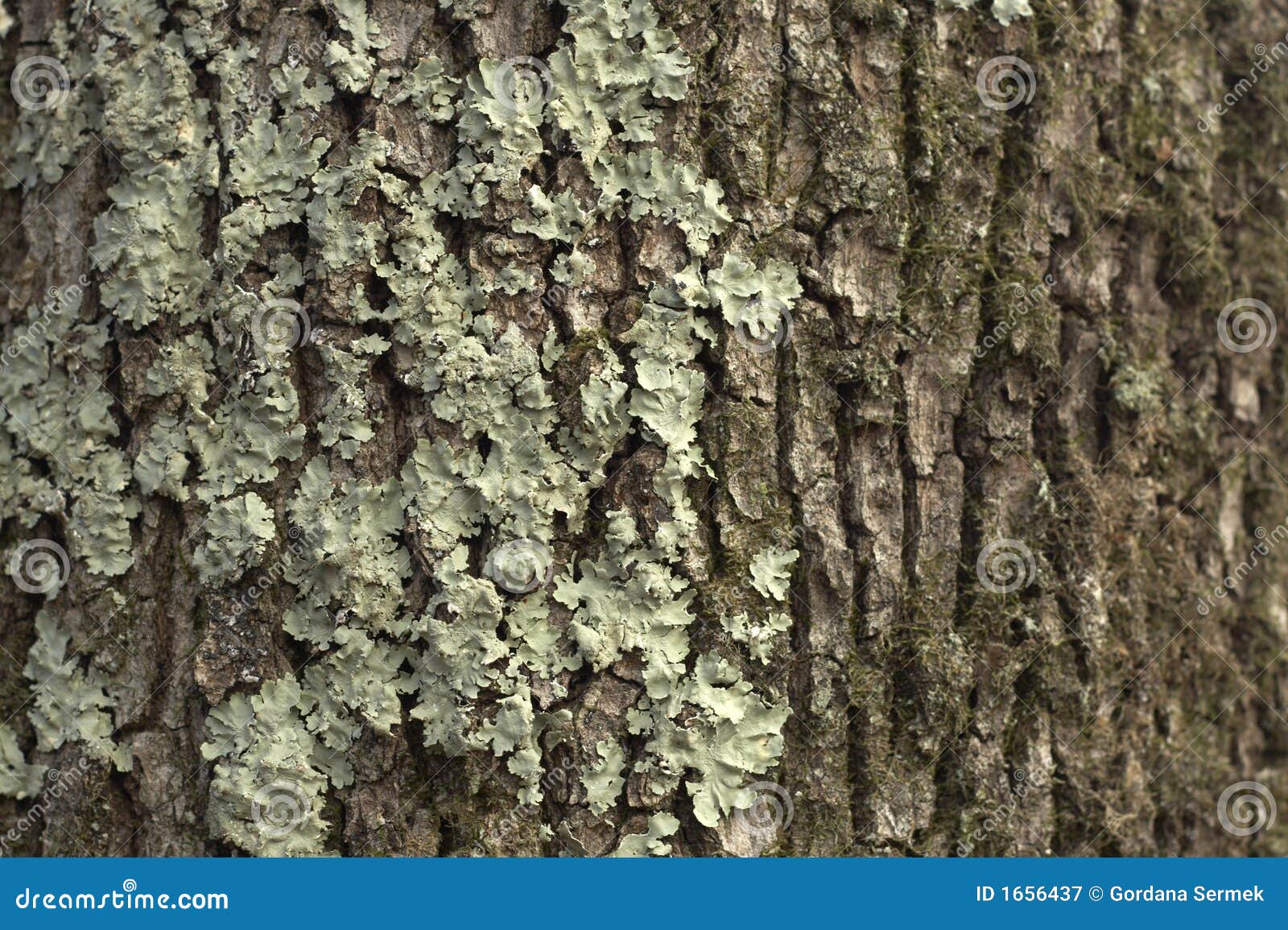 Lichen on a tree trunk stock image. Image of pattern, lumber - 1656437 Lichen on a tree trunk stock image. Image of pattern, lumber - 1656437