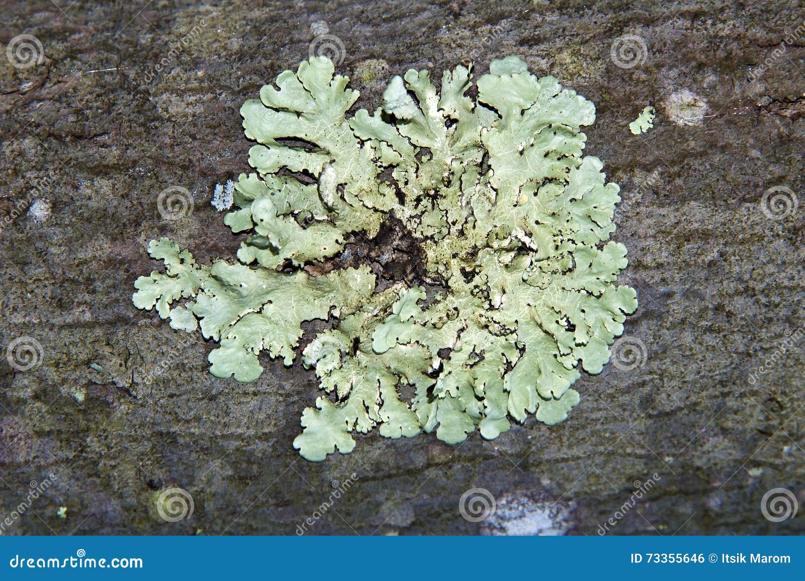 Lichen on tree trunk stock photo. Image of symbiosis - 73355646