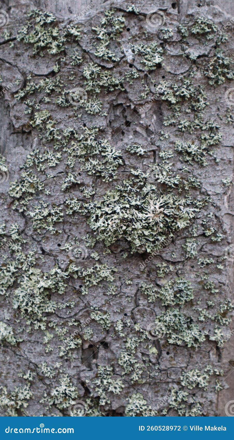 A lichen on a tree trunk stock photo. Image of branch - 260528972