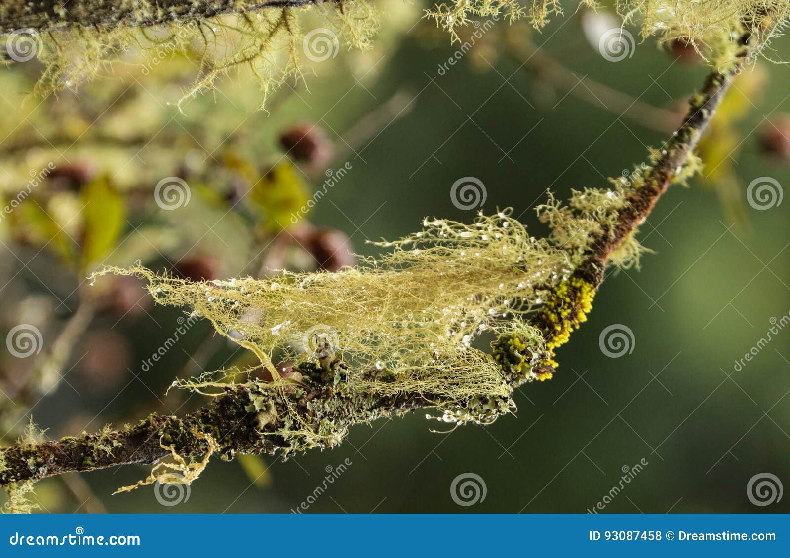 Lichen stock photo. Image of grassy, area, tree, africa - 93087458