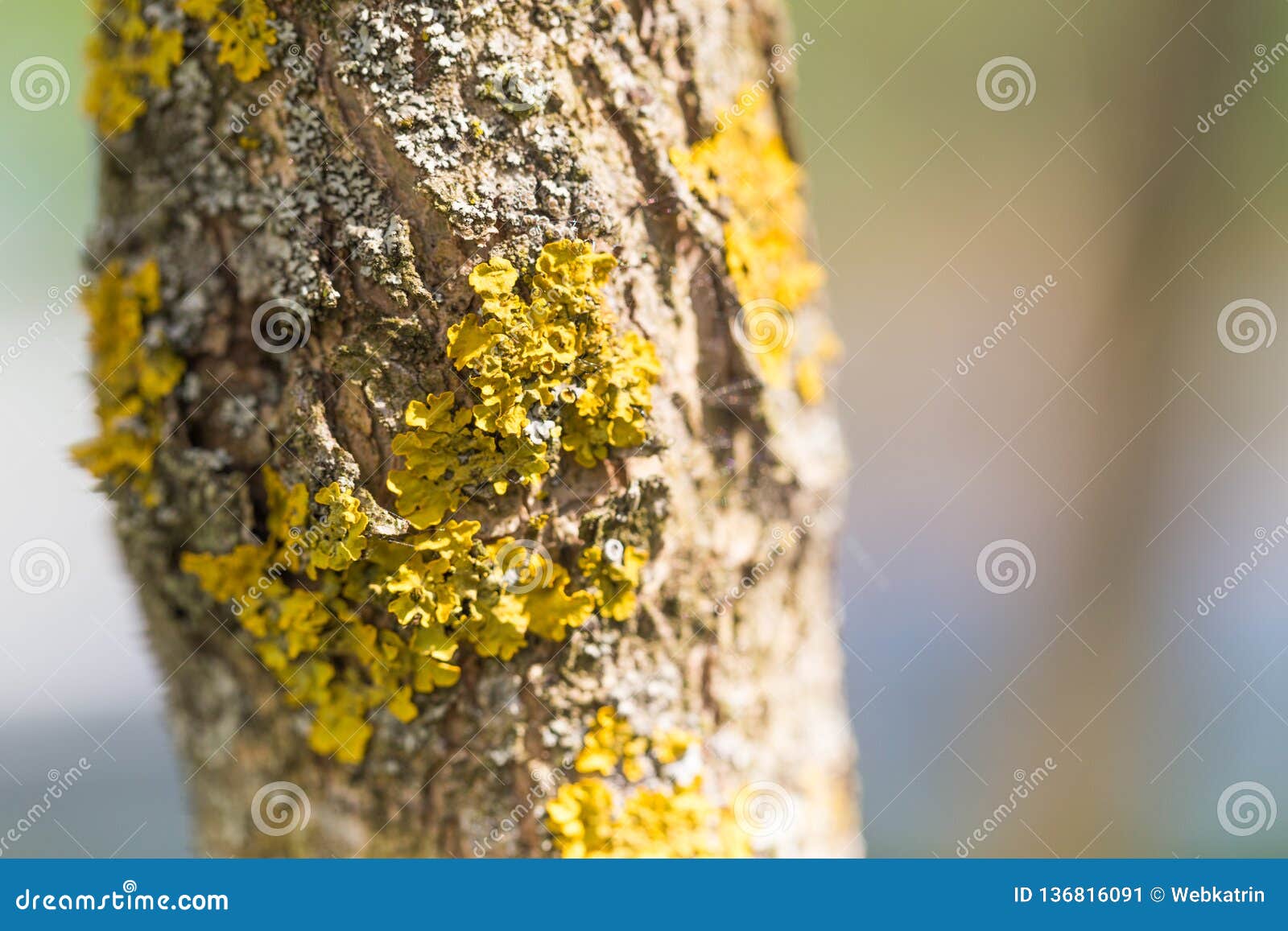 Lichen on a Trunk of a Fruit Tree on a Summer Day. Stock Image - Image ...