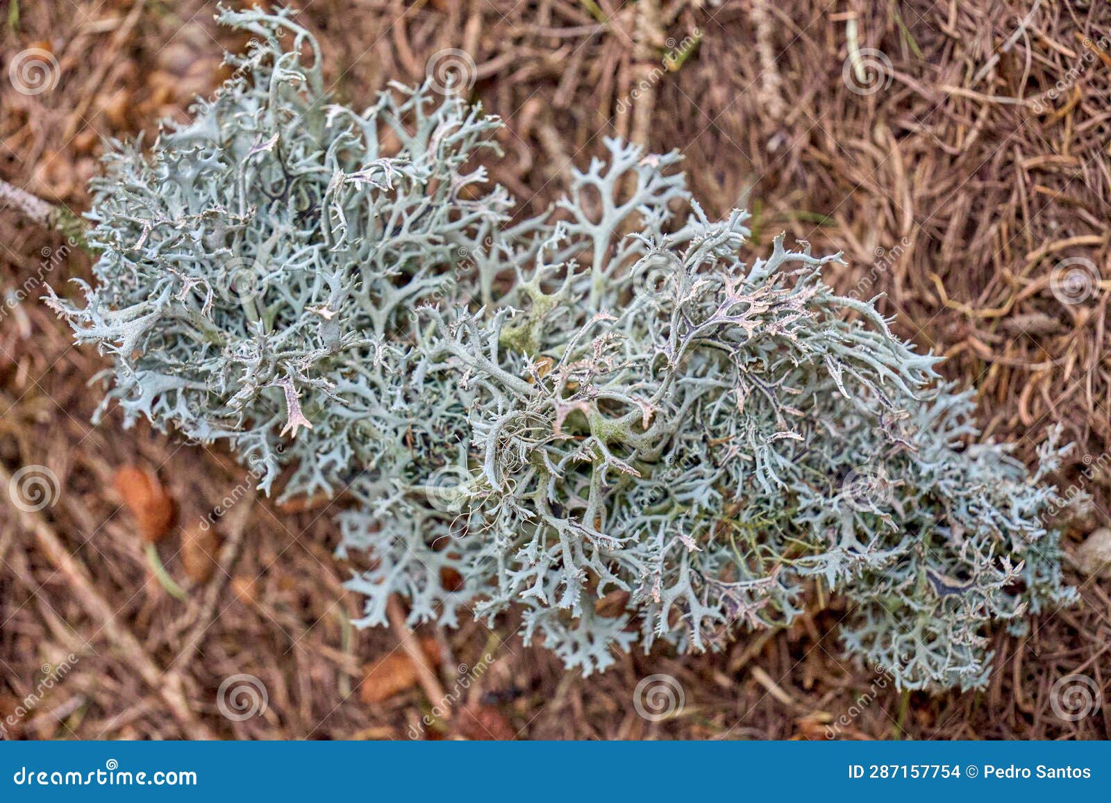Lichen, Typical Flora from the Swiss Alps Stock Photo - Image of ...