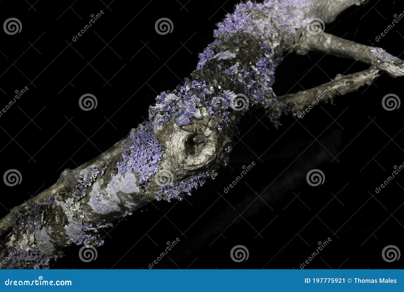 Lichen in ultraviolet stock image. Image of plant, nature - 197775921