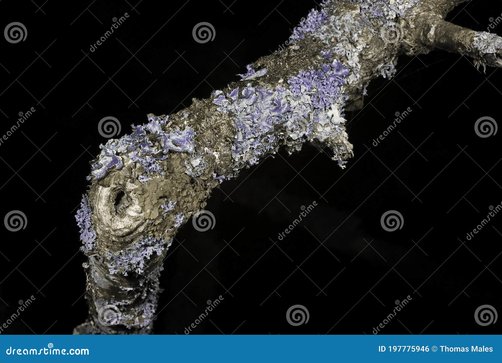 Lichen in ultraviolet stock photo. Image of rough, color - 197775946