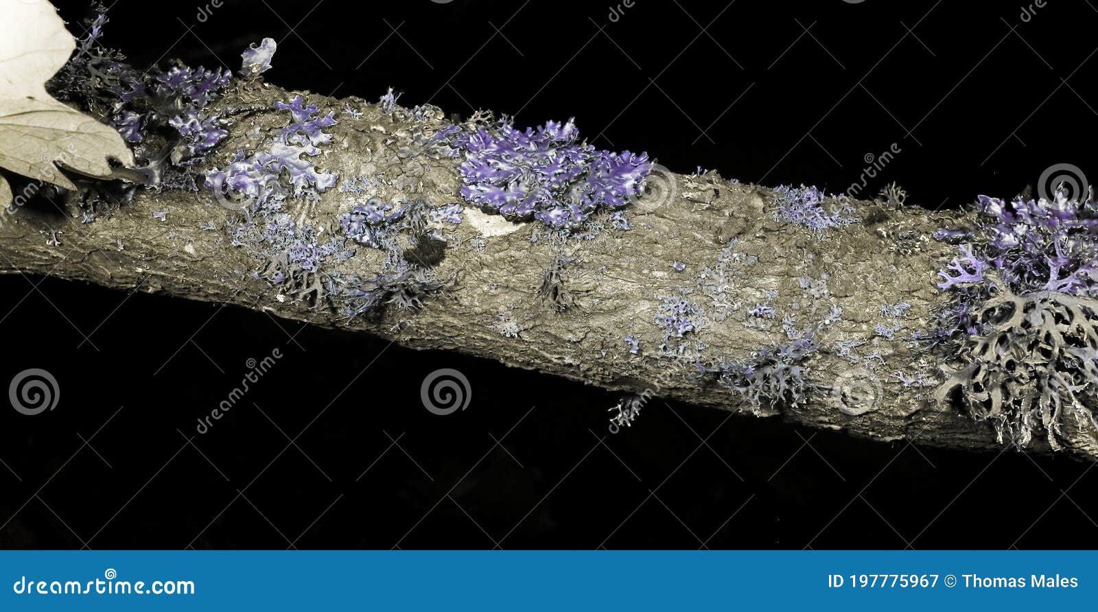 Lichen in ultraviolet stock image. Image of plant, grow - 197775967