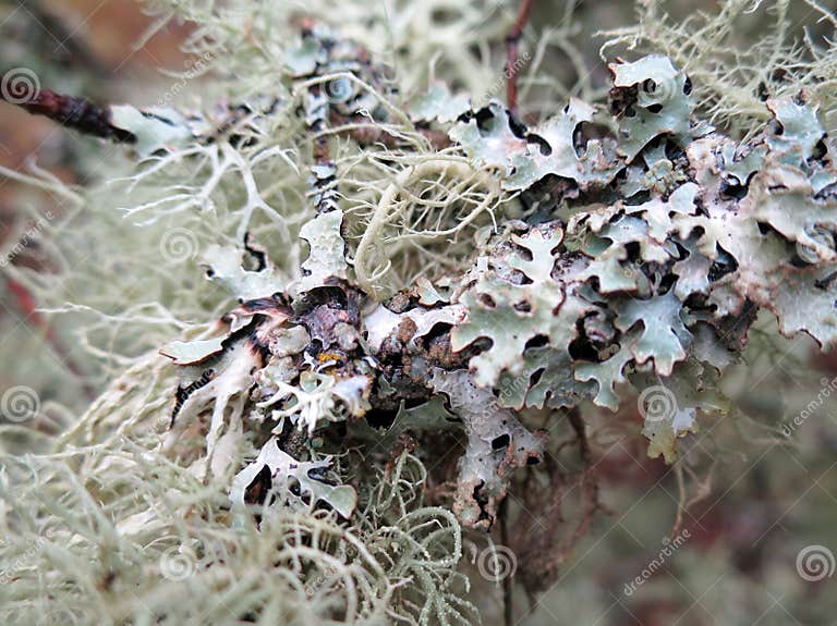 Lichen up Close stock image. Image of outdoors, leafy - 36677565