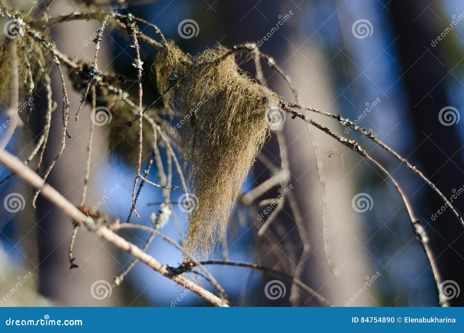 Lichen Usnea on branches stock photo. Image of fungus - 84754890
