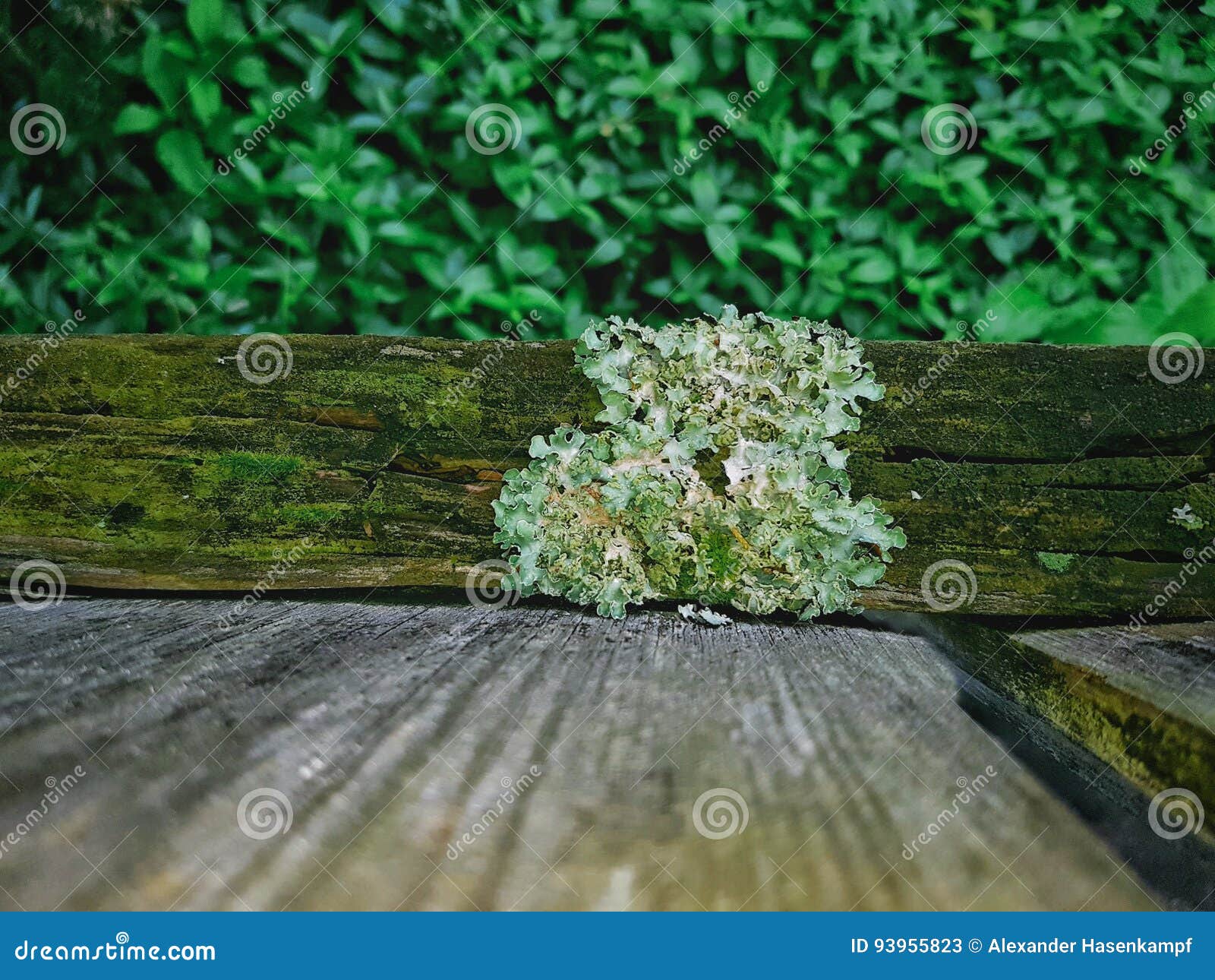 Lichen on Wood Fence imagem de stock. Imagem de verde - 93955823