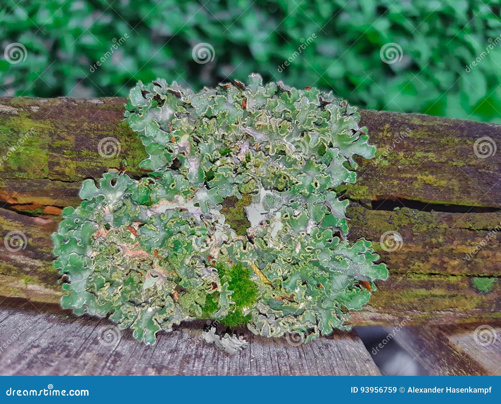 Lichen on Wood Fence stock image. Image of moss, natural - 93956759