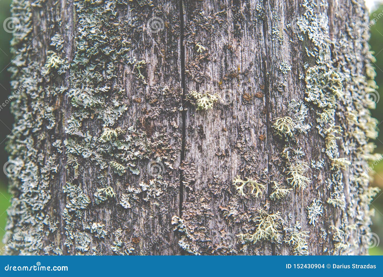 Lichen on wood, macro stock photo. Image of nature, textures - 152430904