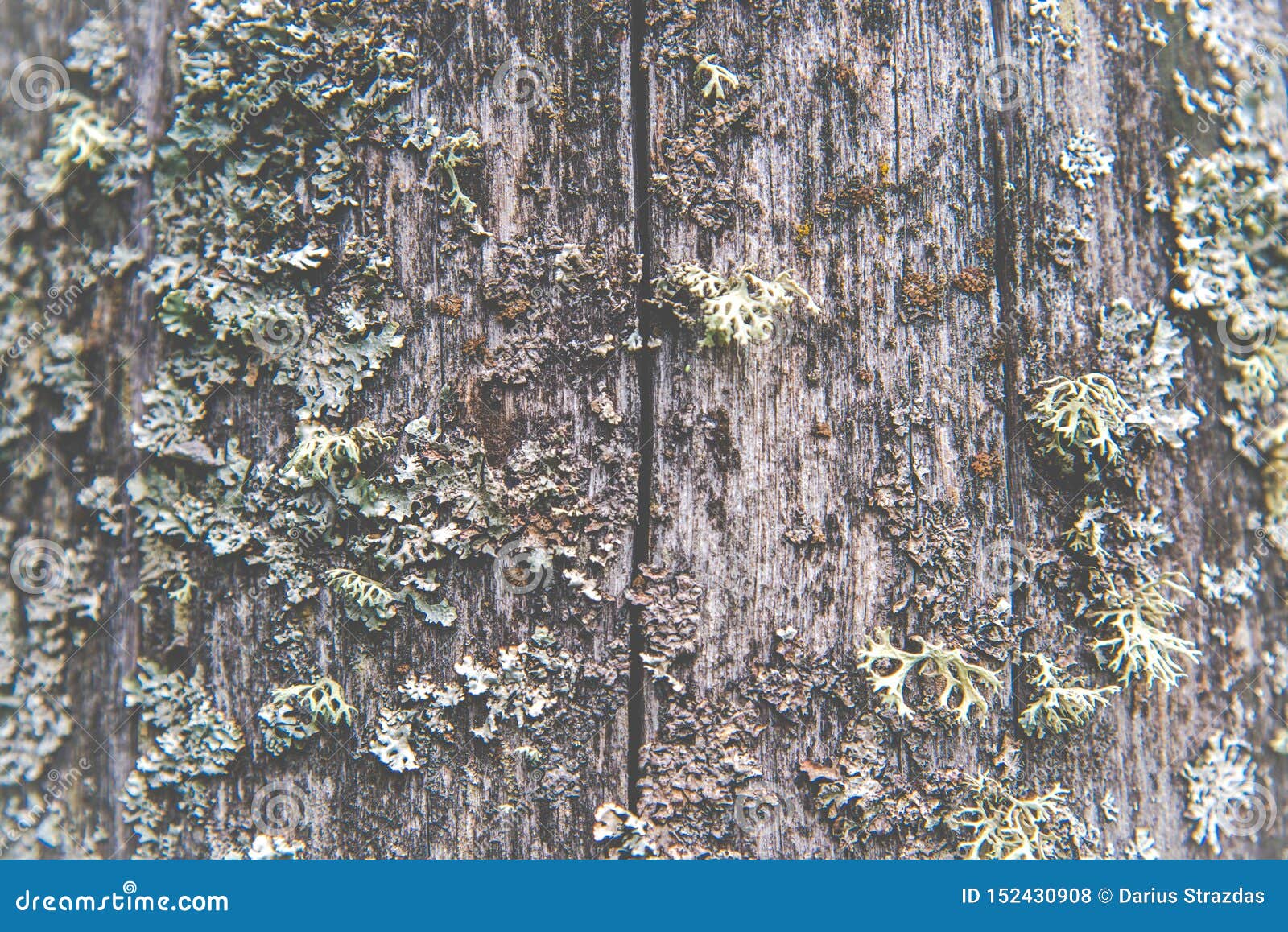 Lichen on wood wood stock photo. Image of textured, brown - 152430908