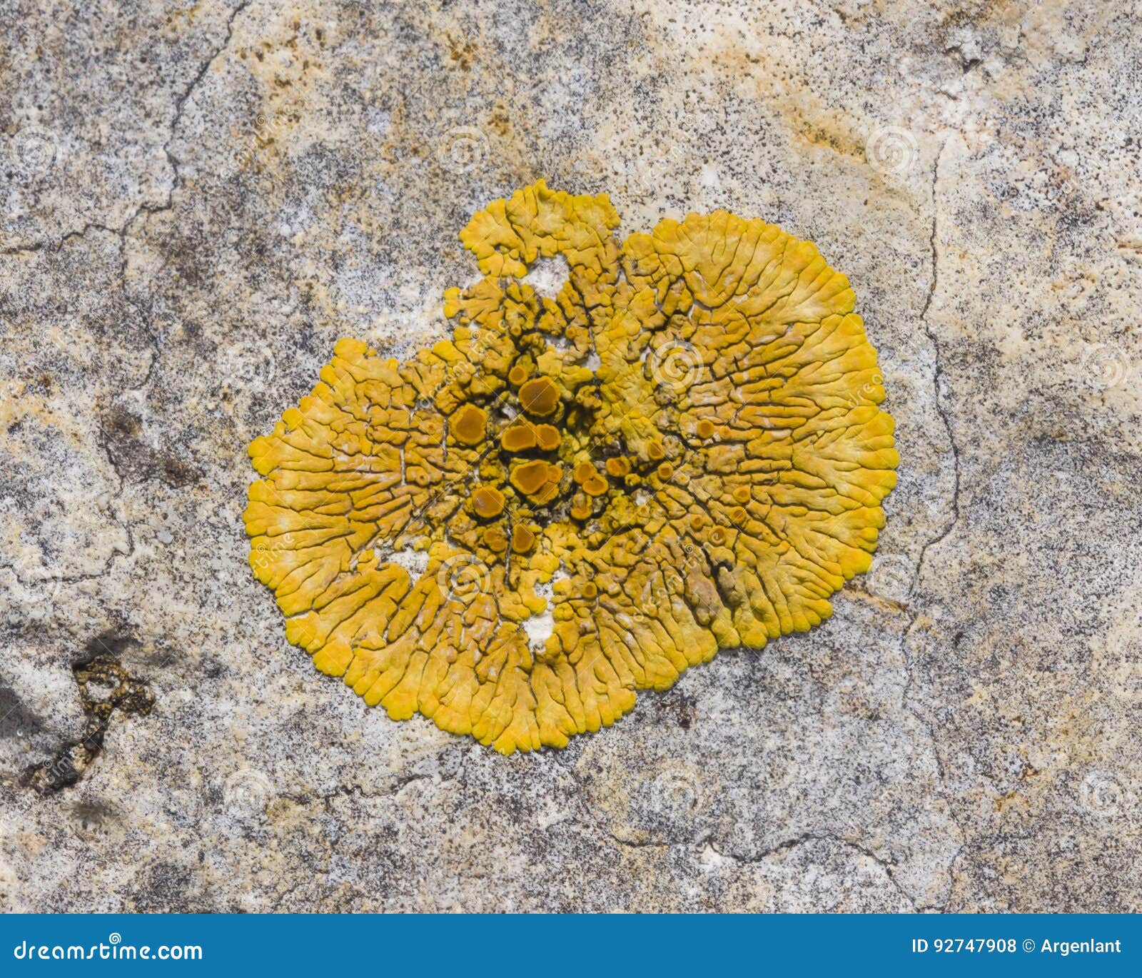 Lichen Xanthoria Parientina on Rocks Macro, Selective Focus Stock Photo ...