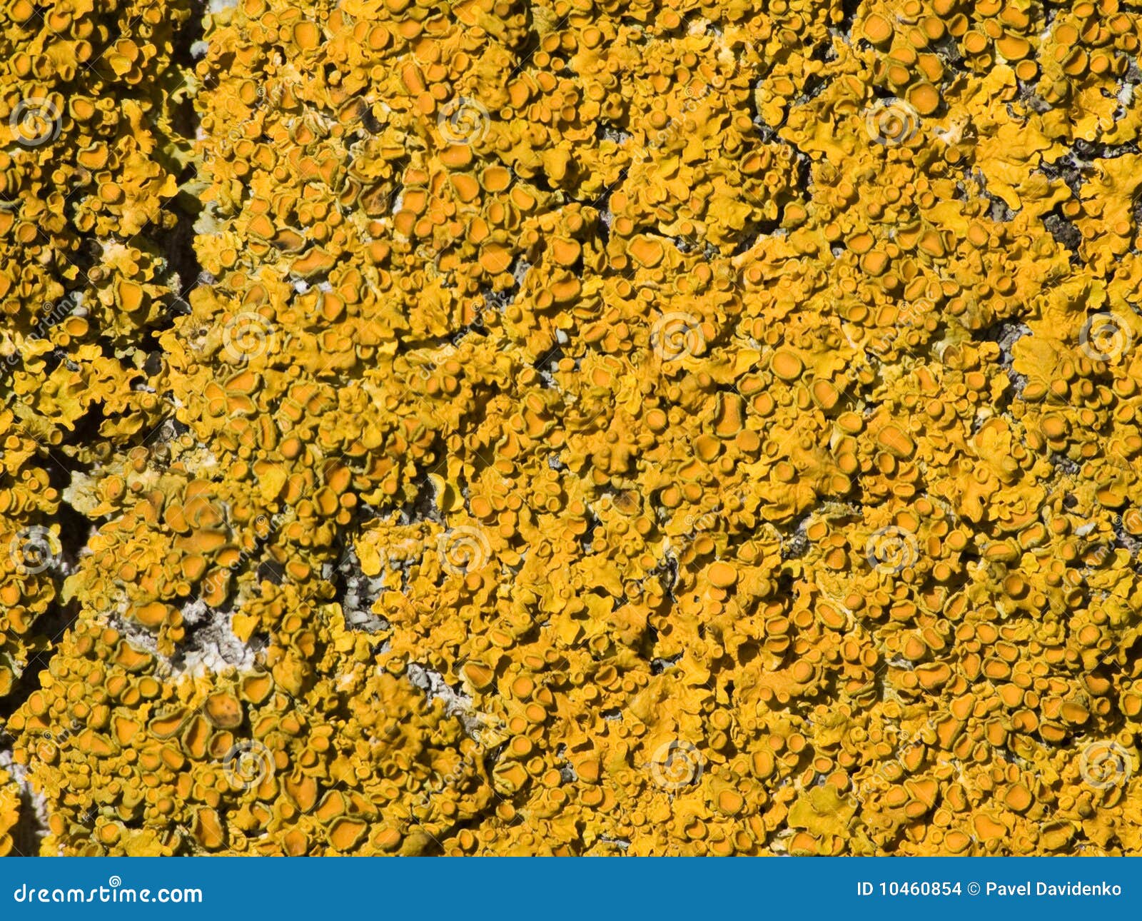 Lichen (Xanthoria Parietina) Stock Photo - Image of peeling, xanthoria ...