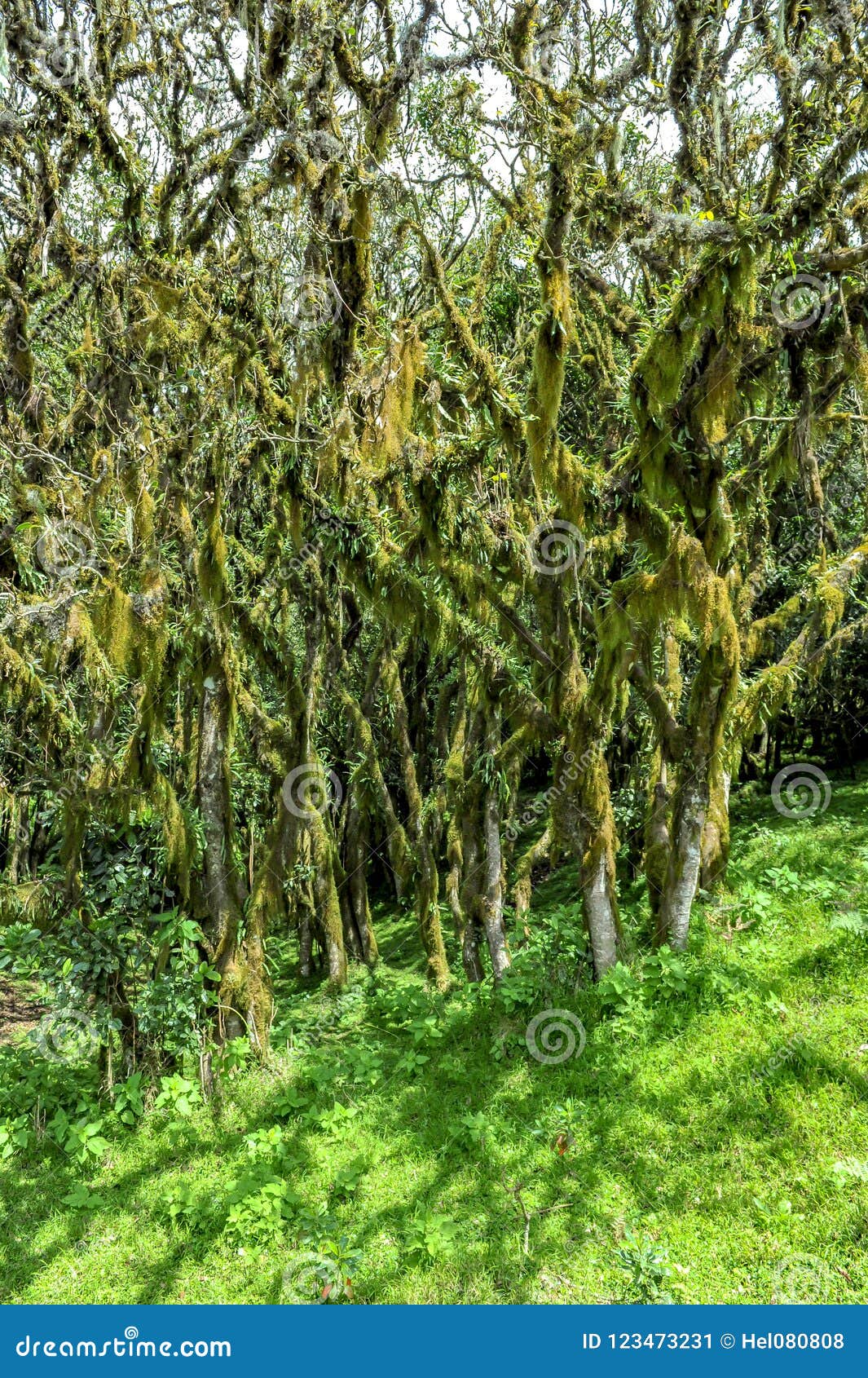 Lichened Trees in the Mountain Rainforest, Lichens and Epiphytes on ...