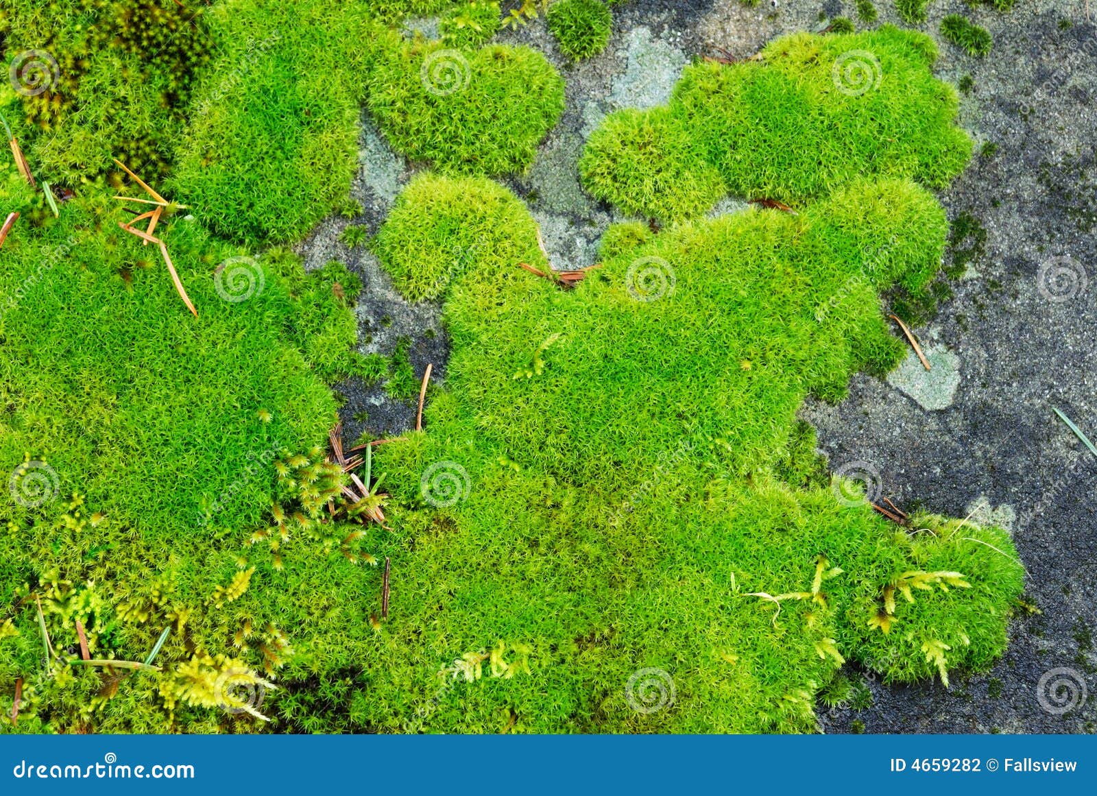 Lichens stock photo. Image of rocks, canada, outdoor, gulf - 4659282