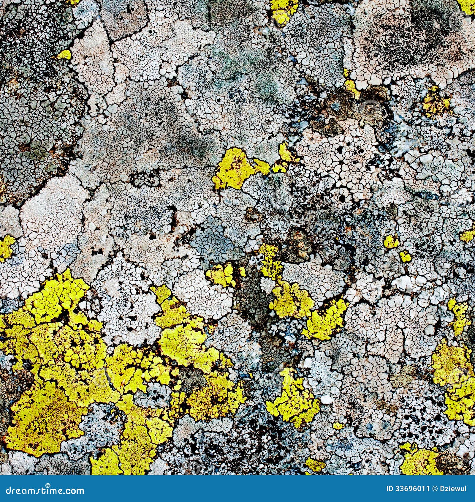 Lichens as background stock image. Image of granite, abstract - 33696011