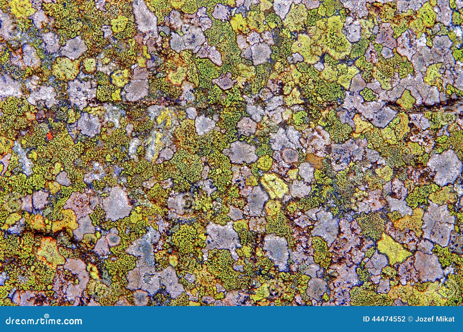 Lichens as background stock photo. Image of detail, lichens - 44474552
