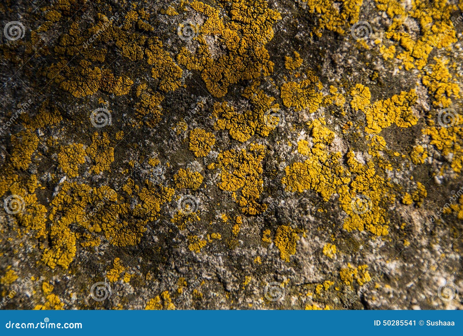 Lichens background stock image. Image of moss, rock, leafy - 50285541