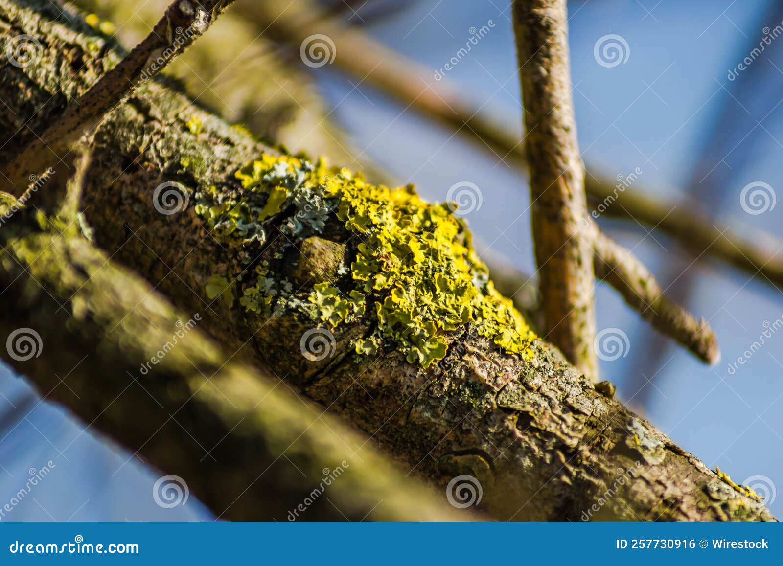 Lichens on Branch Dry Tree. Stock Photo - Image of decor, detail: 257730916